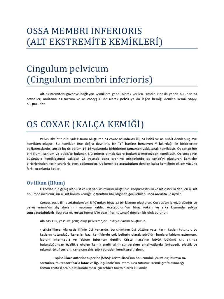 Cingulum Pelvicum | PDF