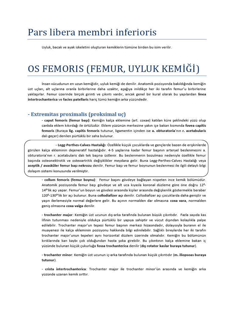 Pars Libera Membri Inferioris | PDF