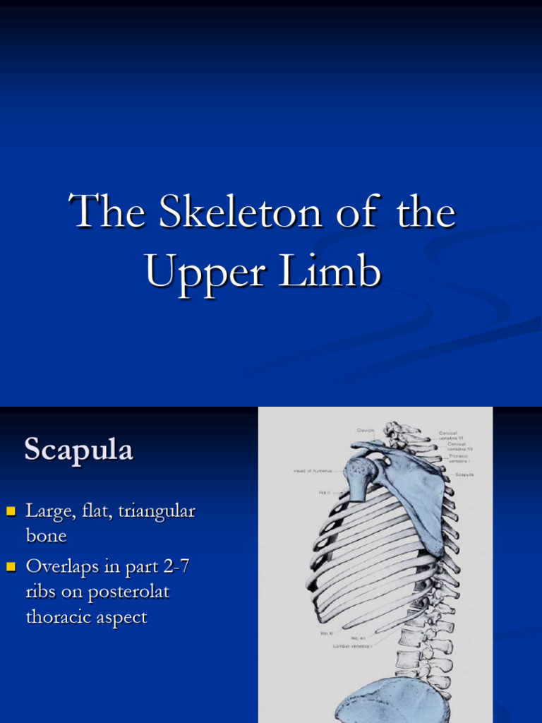 2nd Week - The Skeleton of The Upper Limb | PDF | Skeletal System ...