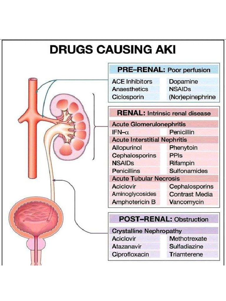 Drugs and Acute Kidney Injury | PDF