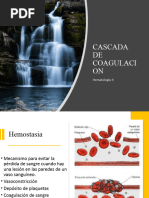2 Cascada de Coagulación | PDF | Coagulación | Proteínas