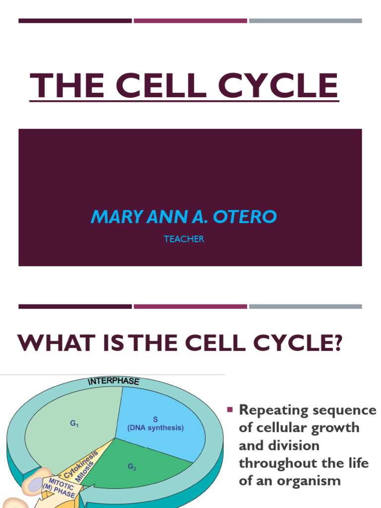 Cell Cycle | PDF | Mitosis | Cell Cycle