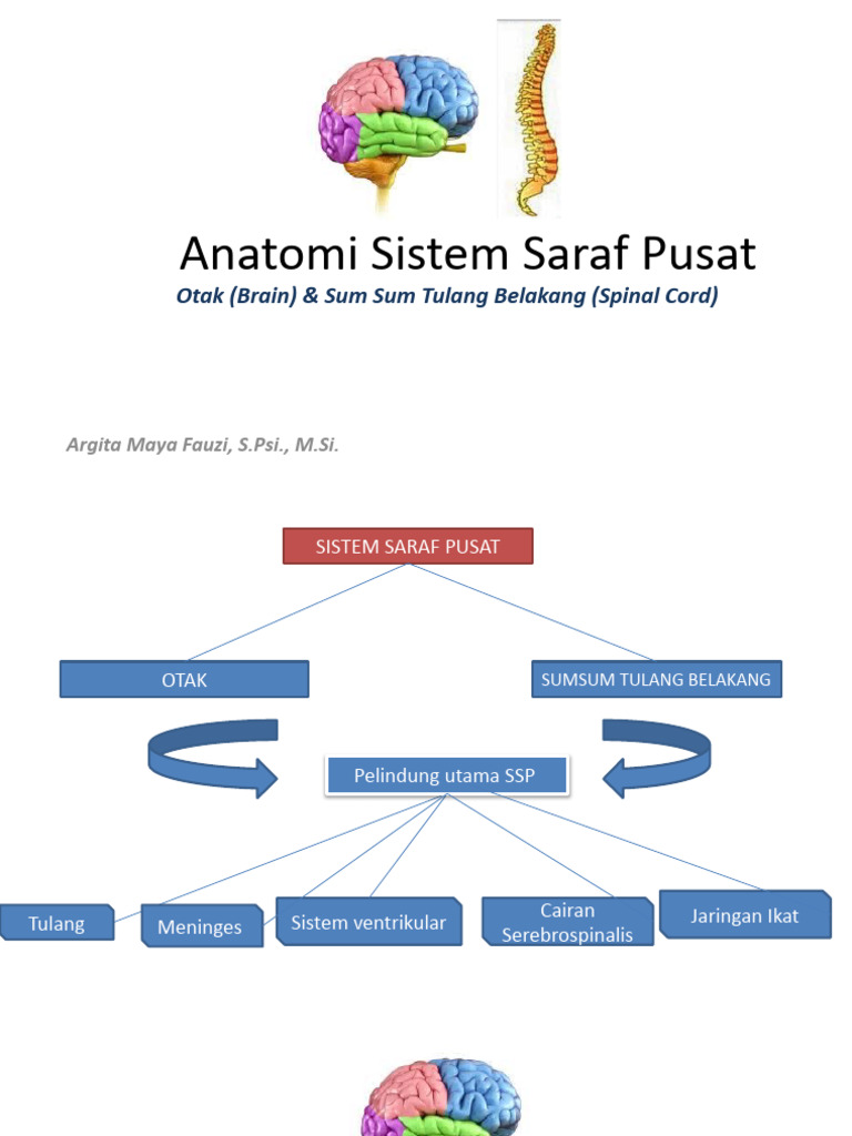 Anatomi Sistem Saraf Pusat - Brain and Spinal Cord (1) | PDF