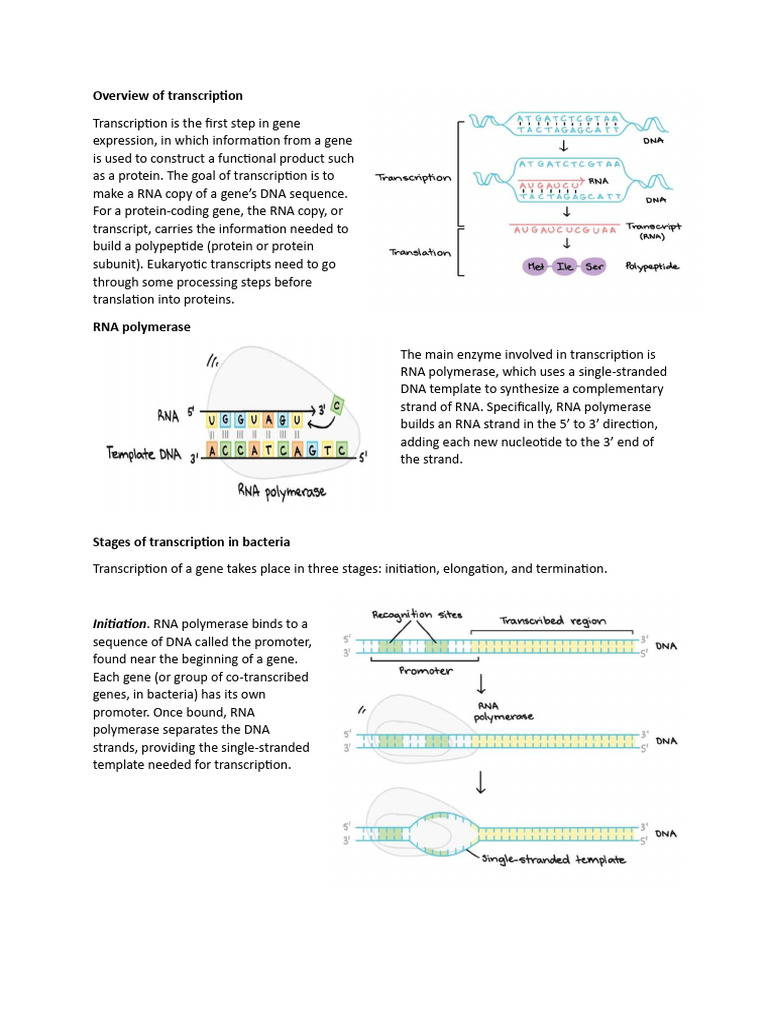 Unit 4 | PDF | Rna | Gene