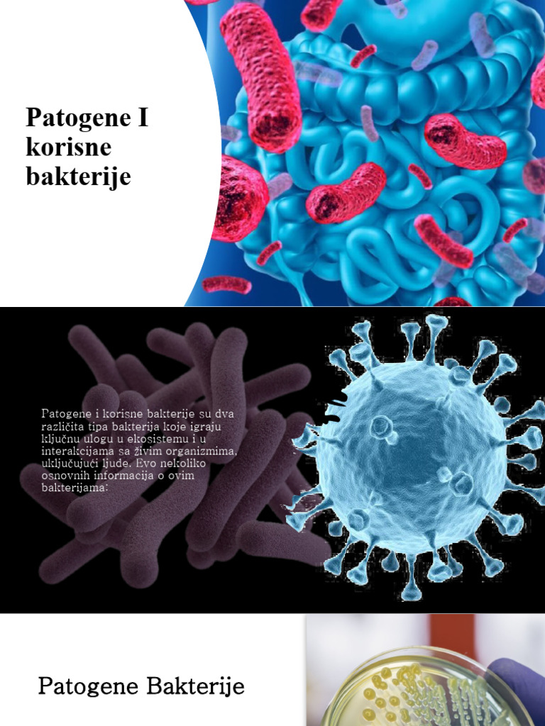 Sokolovic Dana Patogene i Korisne Bakterijepptx | PDF