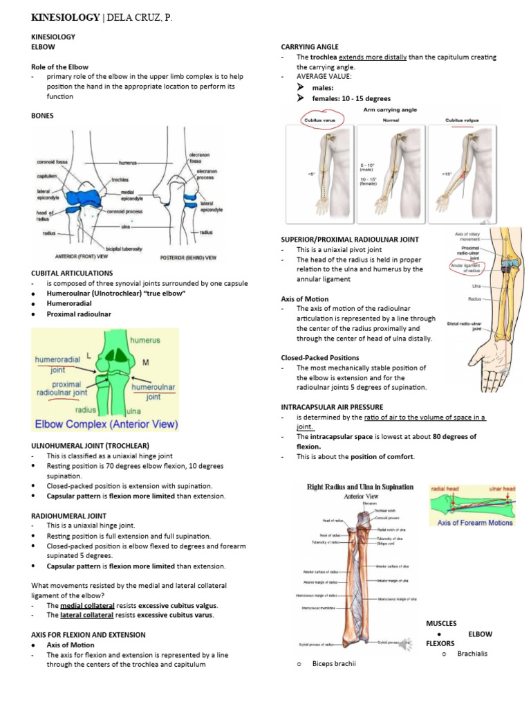 Kinesiology Chap 6 Transes | PDF | Elbow | Anatomical Terms Of Motion