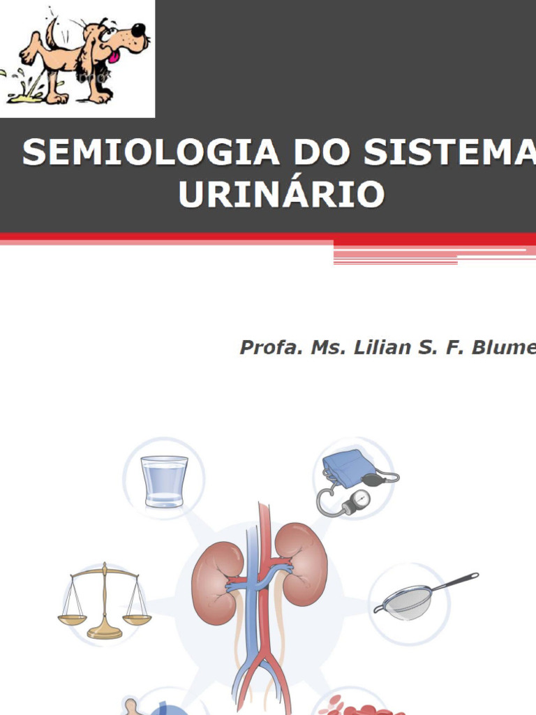 Semiologia Sistema Urinário | PDF