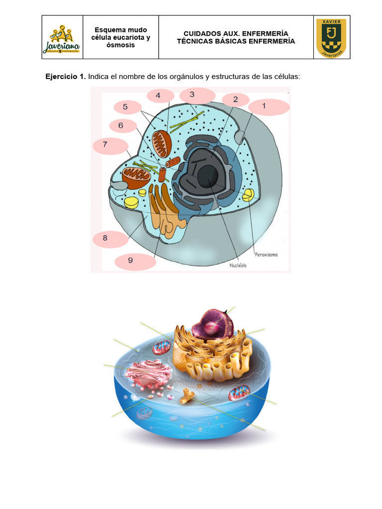 Ficha Nº1 para Imprimir - Esquema Mudo Célula Eucariota y Ósmosis | PDF