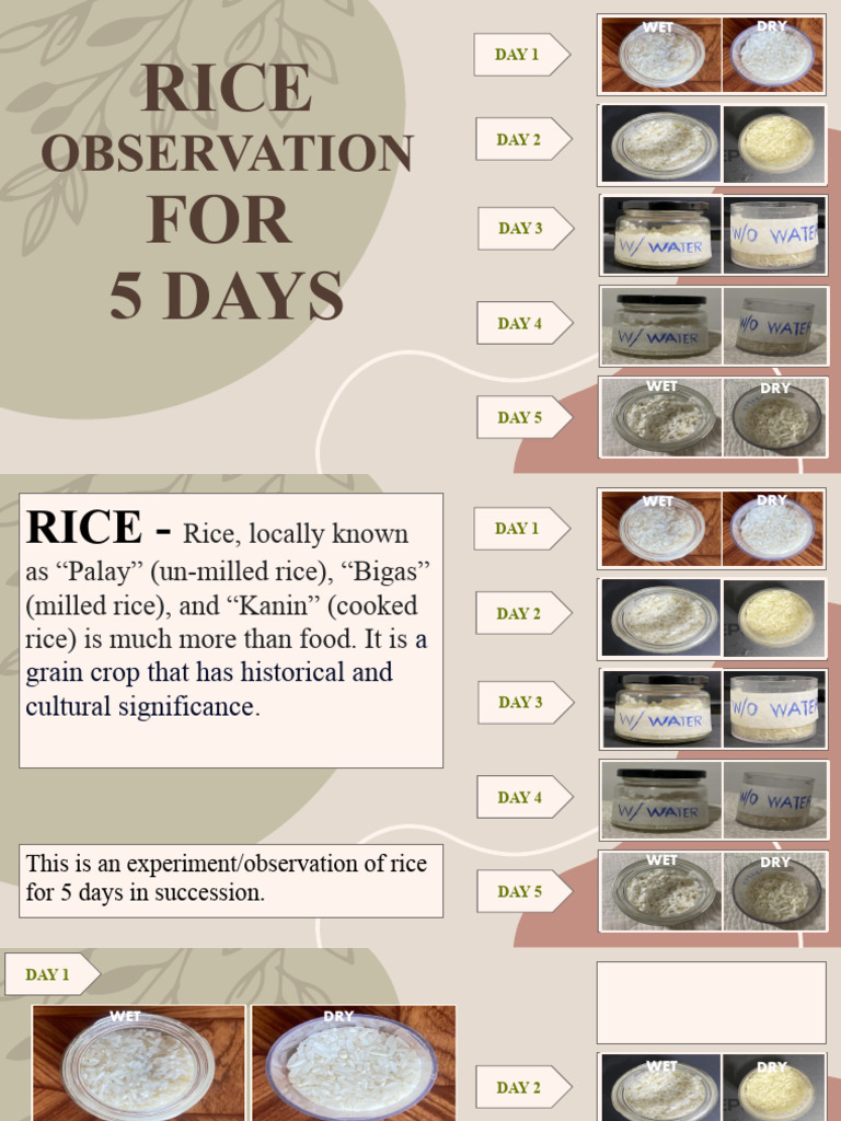 Rice Observation | PDF | Rice | Foods