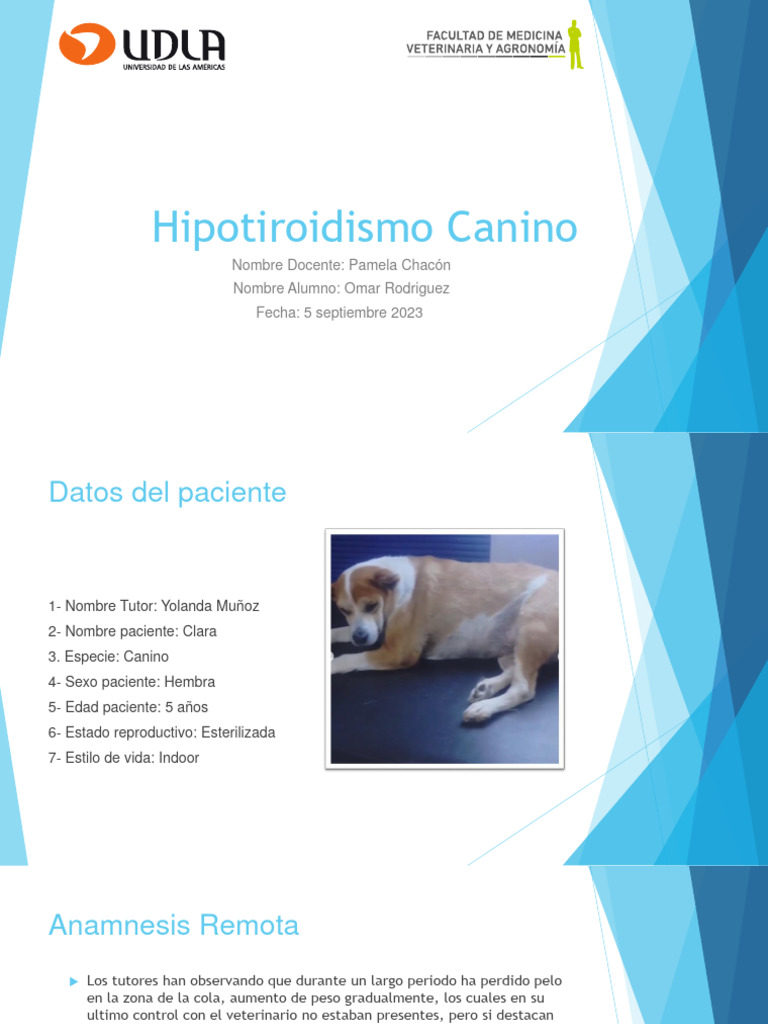 Diagnóstico y Tratamiento de Hipotiroidismo Canino | PDF | Tiroides ...