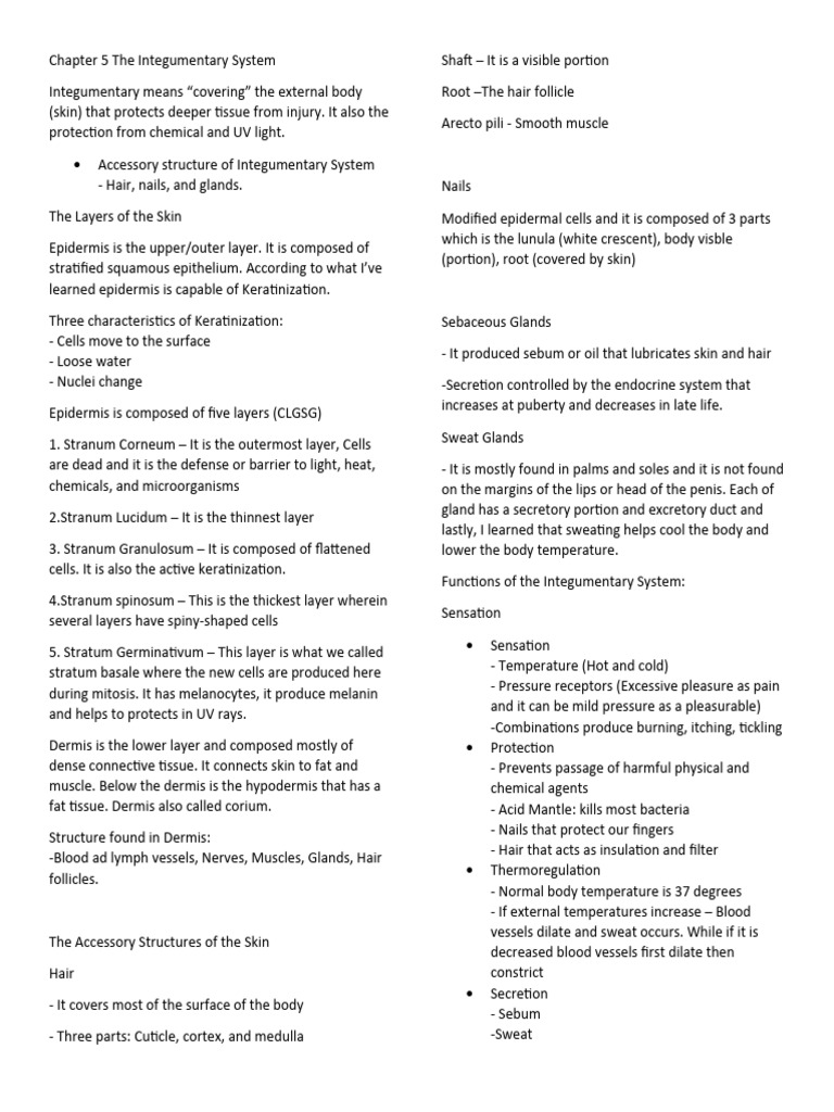 Chapter 5 ANAPHY The Integumentary System | PDF | Skin | Integumentary ...