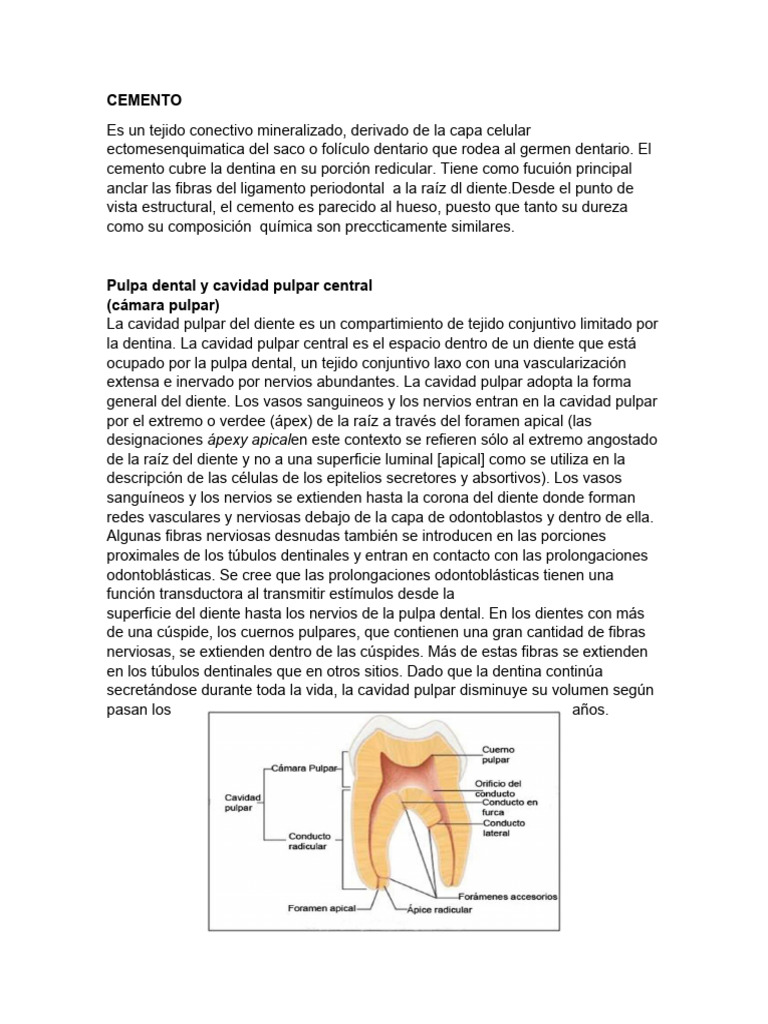 Tejido pulpar | PDF | Tejido (biología) | Histología