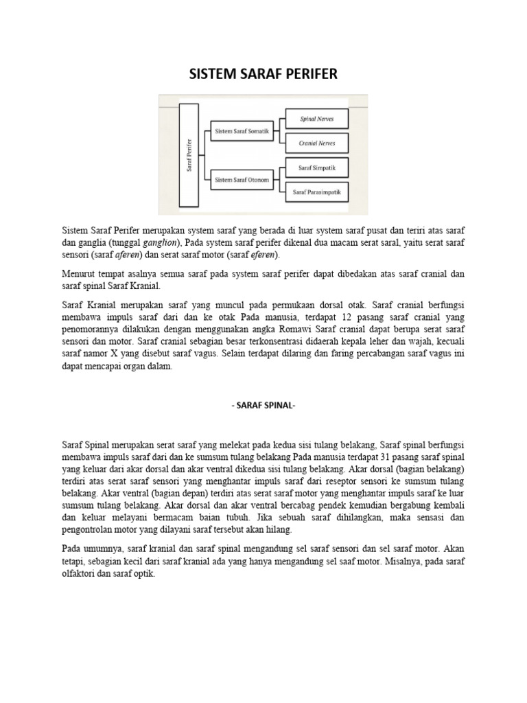 Struktur dan Fungsi Saraf Perifer | PDF | Kesehatan Holistik