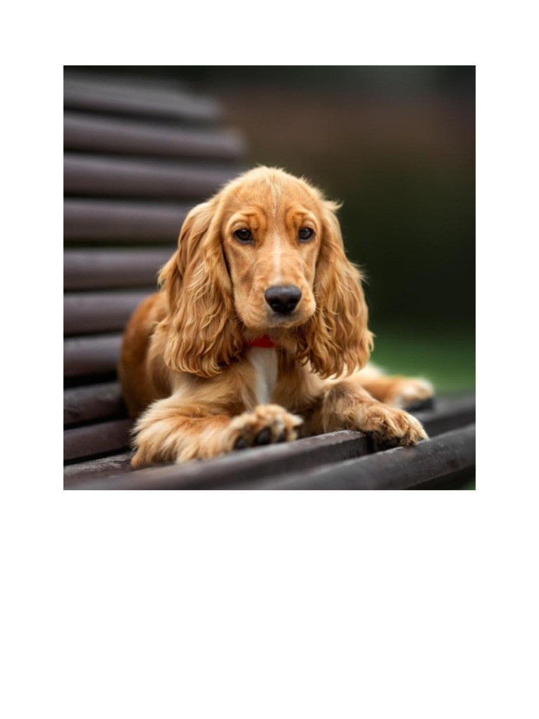Perro raza Cocker Spaniel | PDF