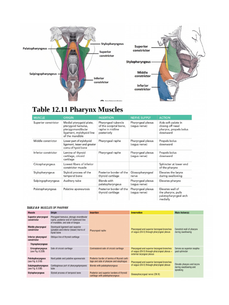 Pharynx | PDF