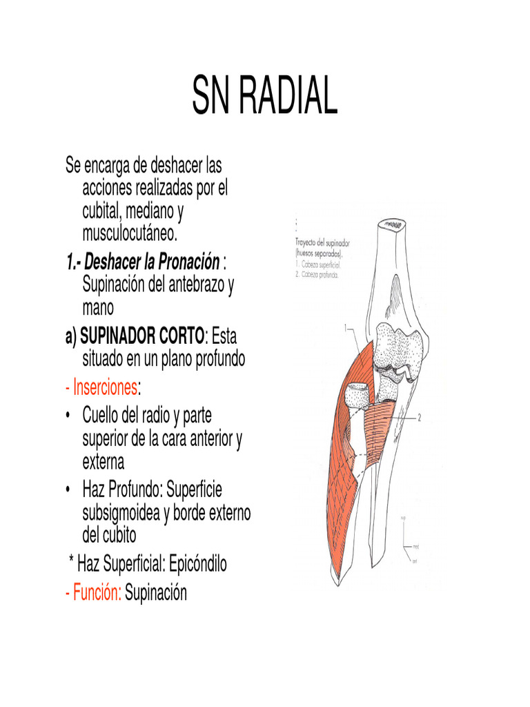 Presentacion Musculos SN Radial | PDF | Codo | Mano