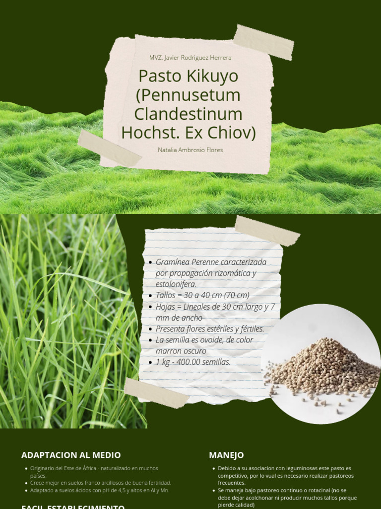 Pasto Kikuyo | PDF | Agricultura | Plantas