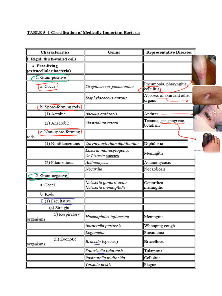 Medically Important Bacteria Overview | PDF | Bacteria | Microorganism