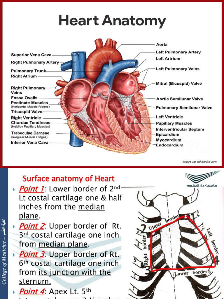Medical History and Physical Examination For Heart and | PDF | Diastole ...