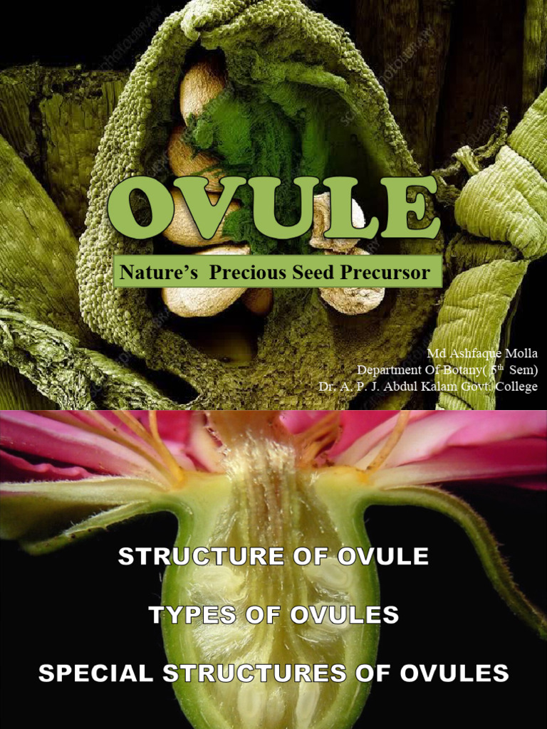Structure Of Ovule Pdf