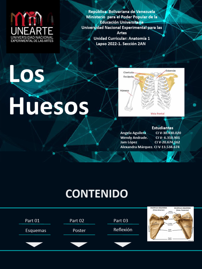 2.los Huesos | PDF | Esqueleto | Hueso