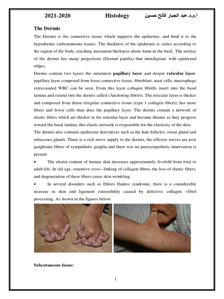 Skin Lecture 2 | PDF | Skin | Animal Anatomy