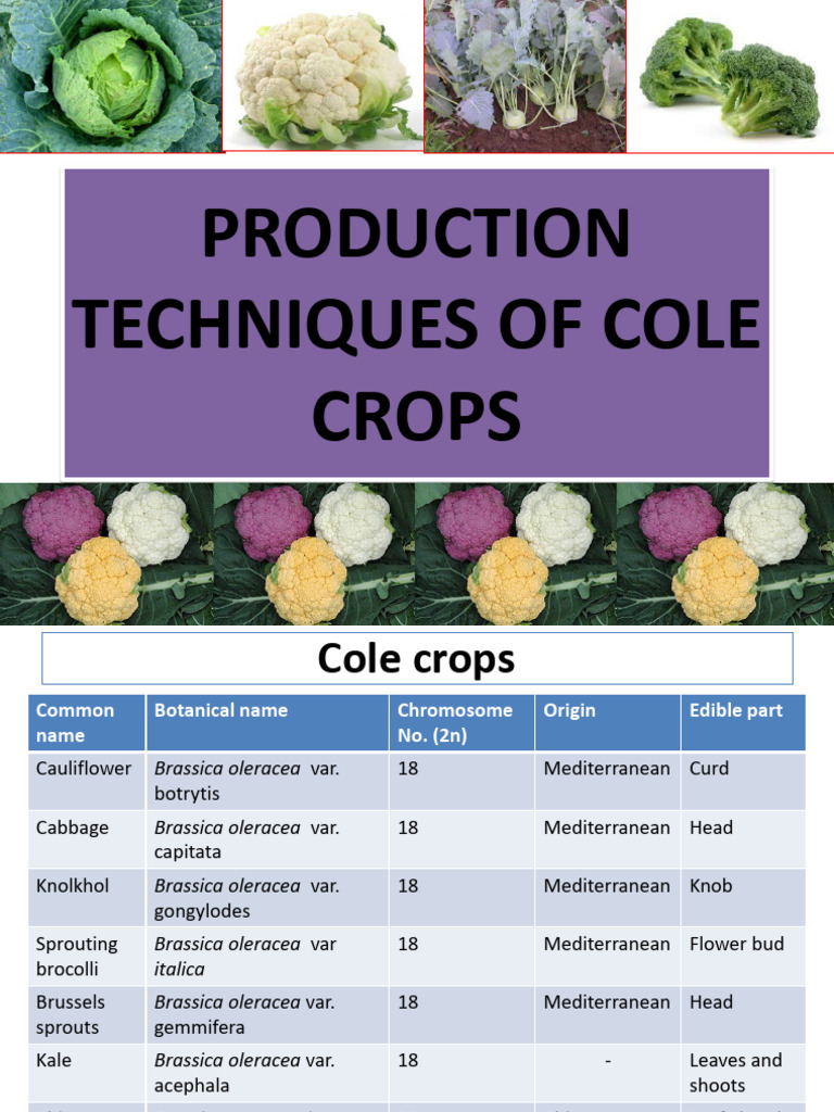 Cole Crop Production Techniques Guide | PDF | Cabbage | Crops