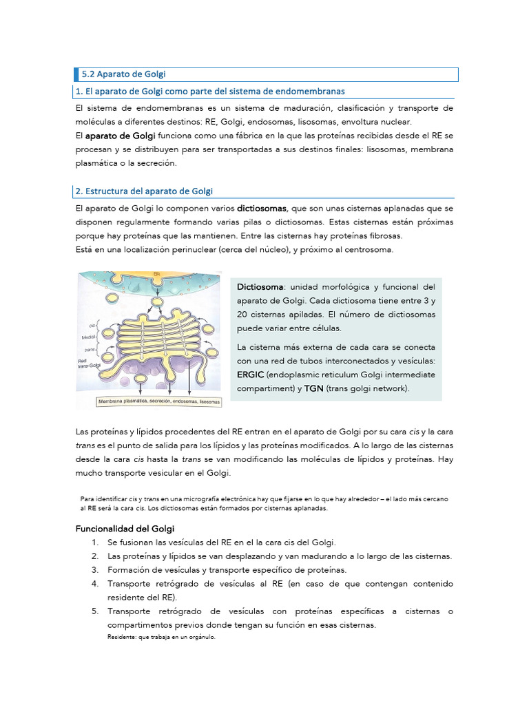 BIO 5.2 Aparato de Golgi | PDF | Lisosoma | Proteínas