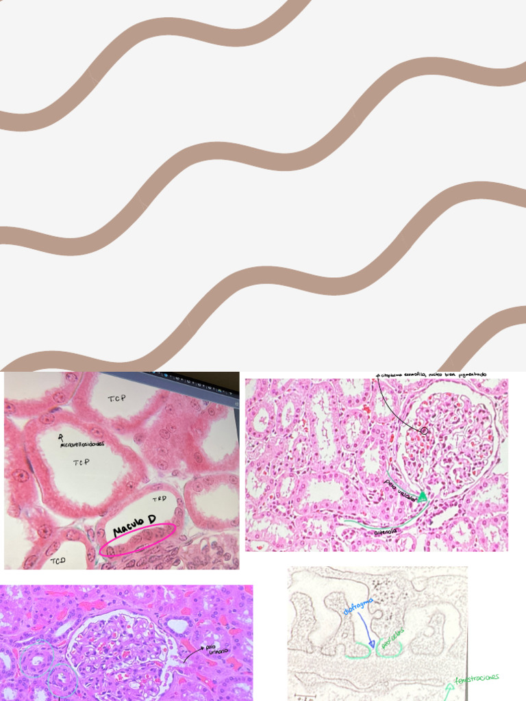 Estructura y Función del Túbulo Renal | PDF | Morfología (biología ...