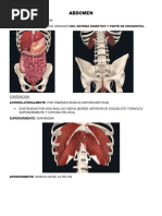 Región Maseterina | PDF | Salud y bienestar
