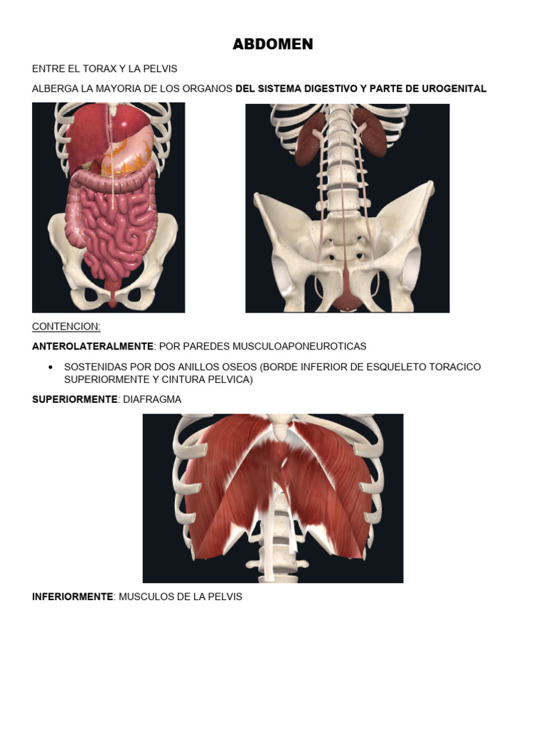 Anatomía del Abdomen y su Estructura | PDF | Abdomen | Pelvis