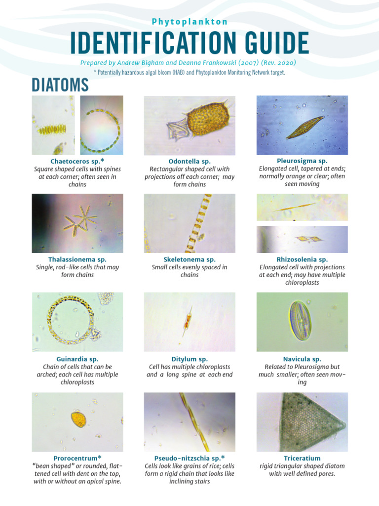 Phytoplankton Identification Guide | PDF | Algae | Eukaryotes