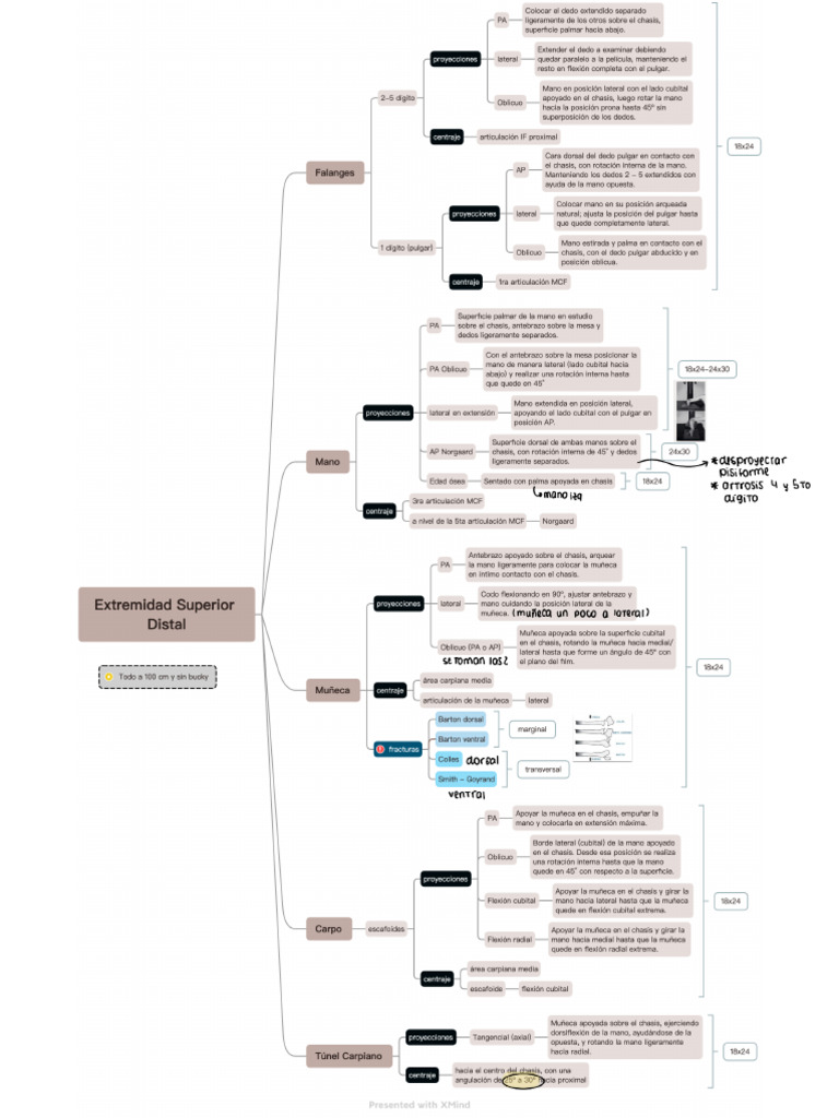 1 extremidad superior distal_230914_143748 | PDF