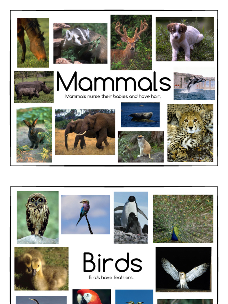 Animal Classification Posters | PDF
