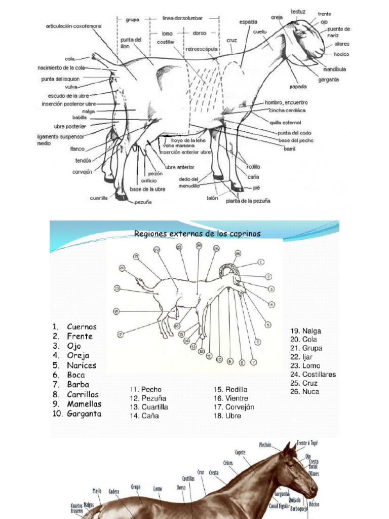 Morfología Externa Ovinos, Caprinos, Equinos, Porcinos y Aves | PDF