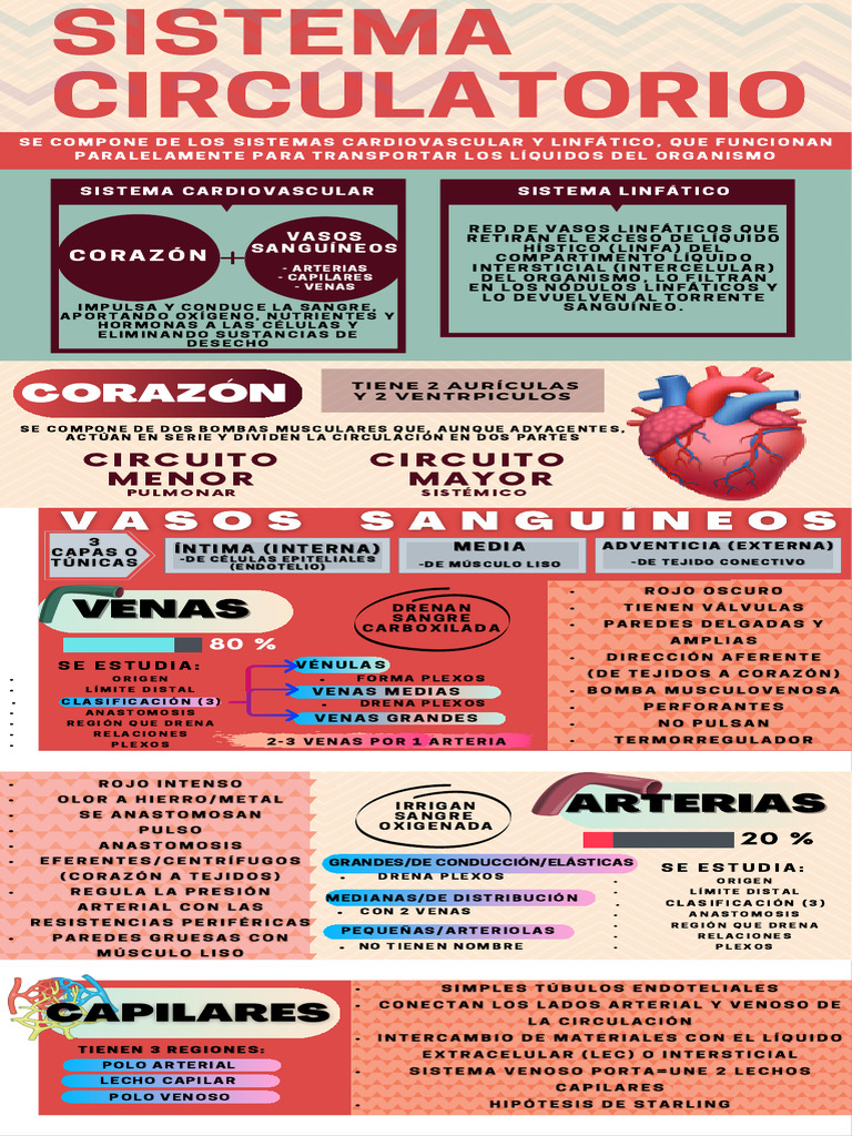 Infografia Cardiovascular | Descargar gratis PDF | Sistema circulatorio ...