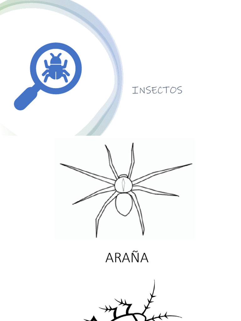 Lista de Insectos y Arácnidos | PDF