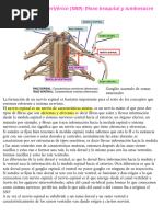 Nervio Mediano Anatomía, Origen, Ramos, Inervación Kenhub | PDF | Mano ...