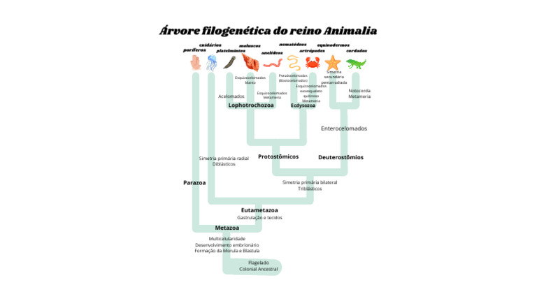 Árvore Filogenética Do Reino Animalia | PDF