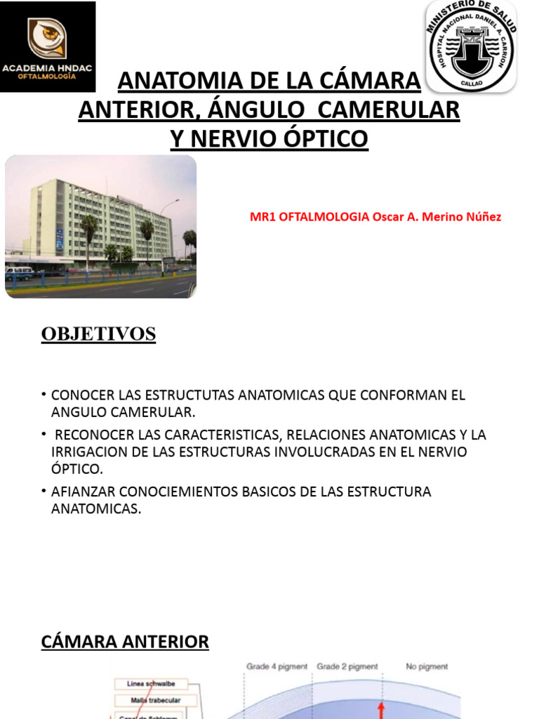 Anatomía Ocular: Cámara y Nervio Óptico | PDF | Epitelio | Nervio