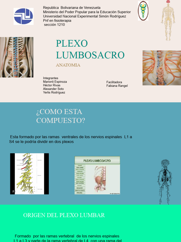 Plexo Lumbosacro | Descargar gratis PDF | Anatomía humana | Sistema musculoesquelético
