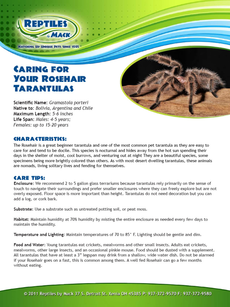 Rosehair Tarantulas Care Sheet | PDF | Home & Garden