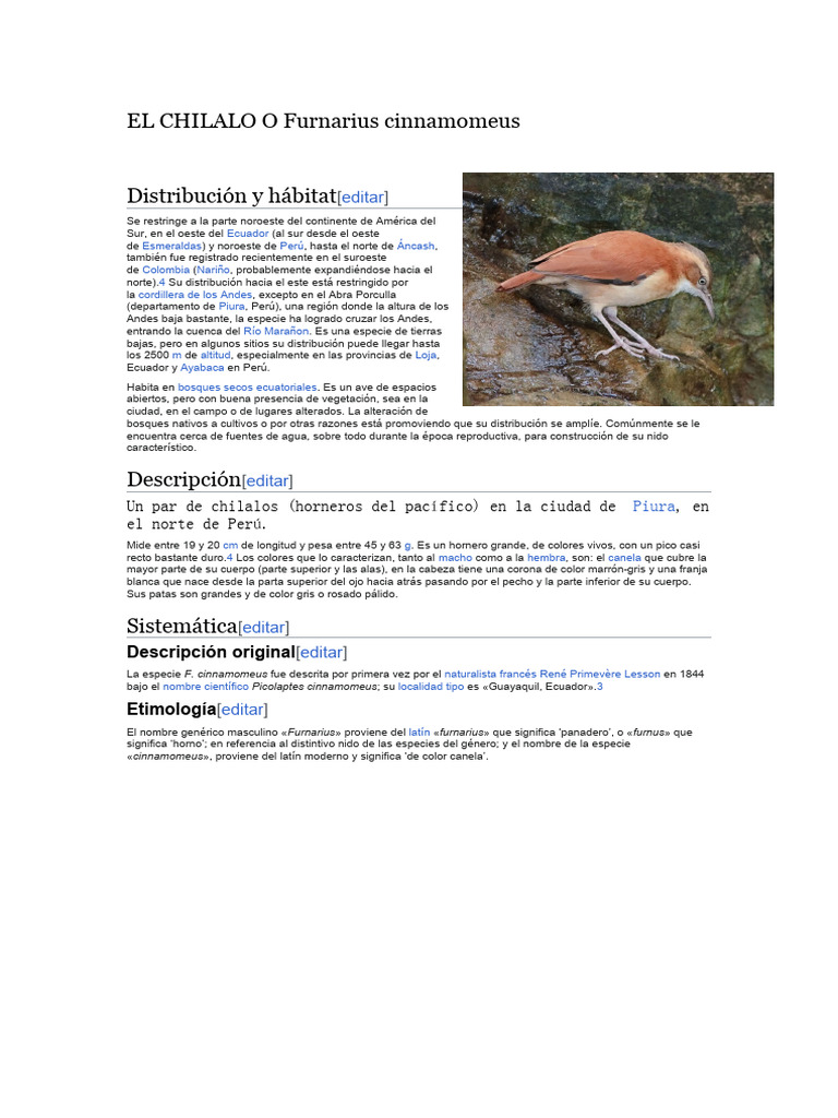 EL CHILALO O Furnarius cinnamomeus | PDF
