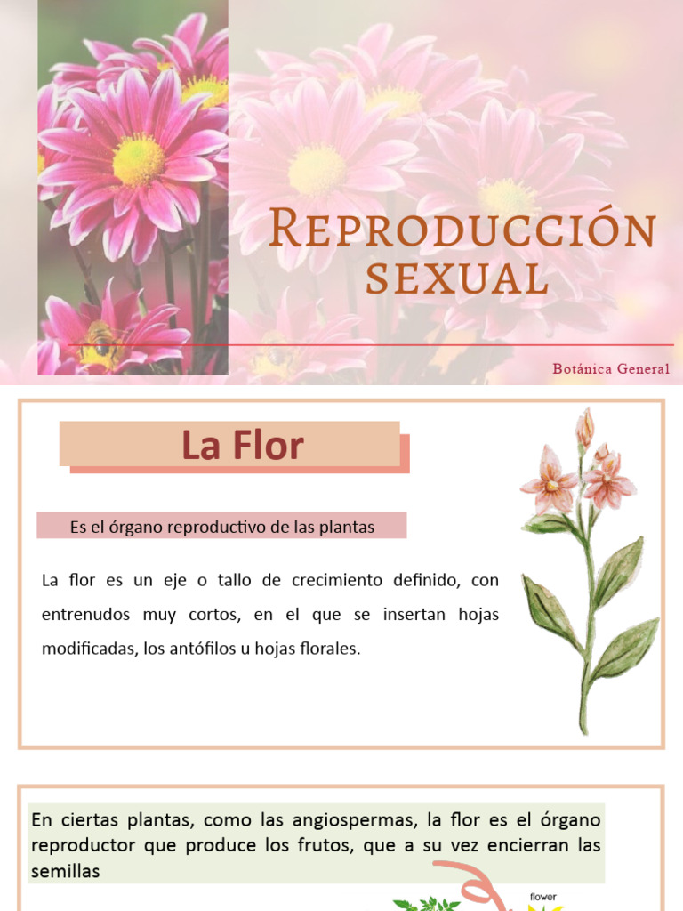 La Flor Botanica General | PDF | Flores | Morfología (biología)