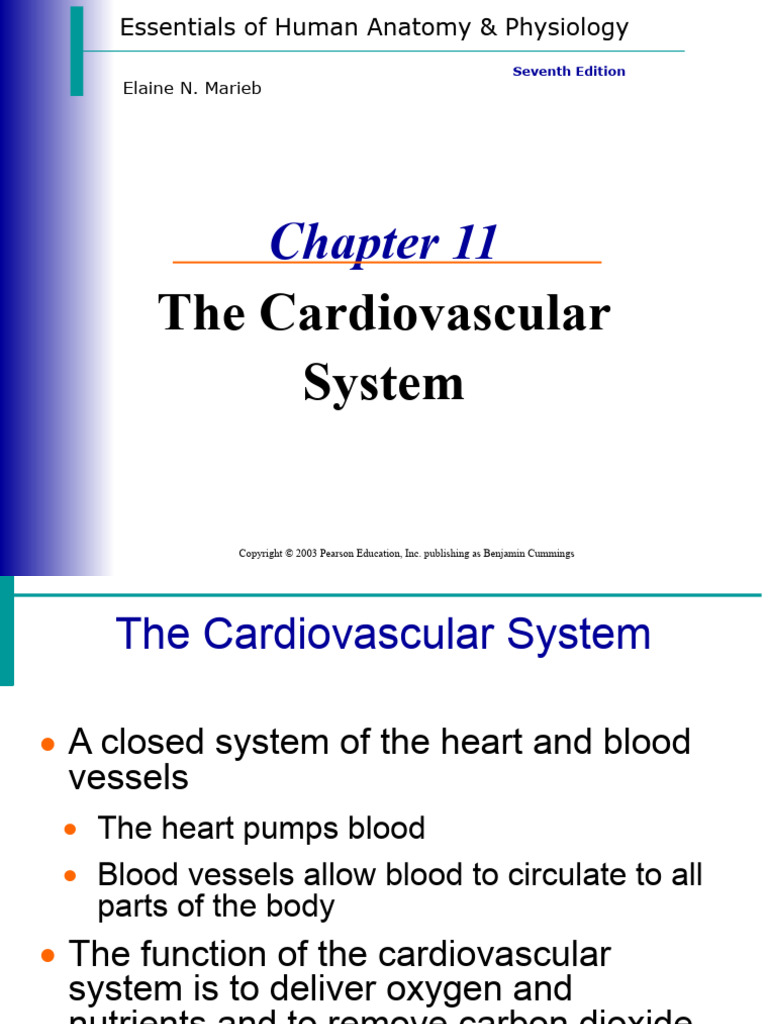 The Cardiovascular System | PDF | Heart Valve | Heart