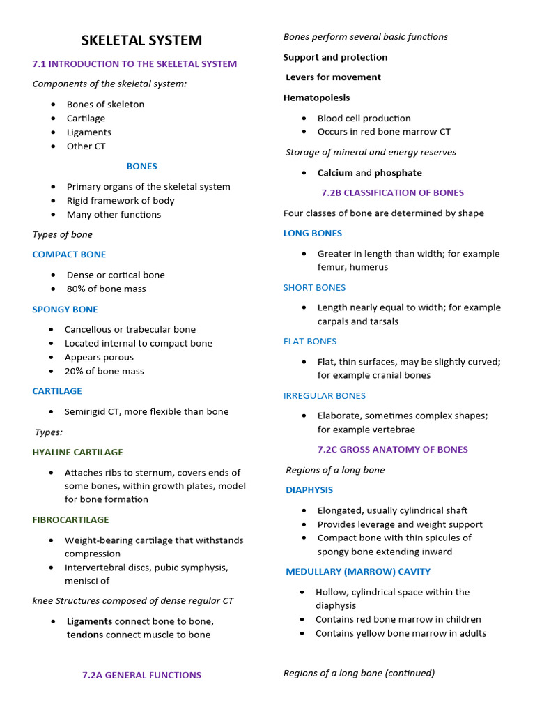 SKELETAL SYSTEM Midterms | PDF | Bone | Osteoblast