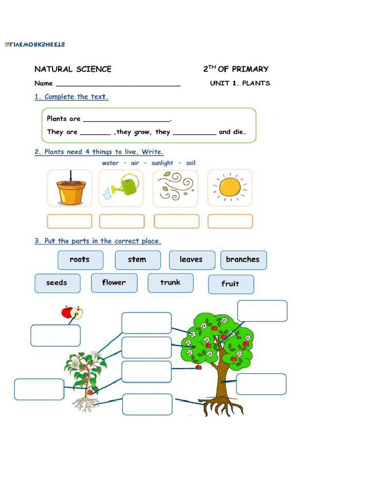 Plants Grade 1 | PDF