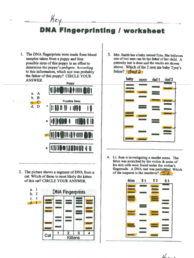 Key Dna Fingerprints | PDF