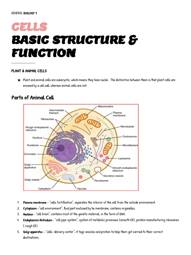 Cells Basic Function & Structure | PDF | Cell (Biology) | Endoplasmic Reticulum