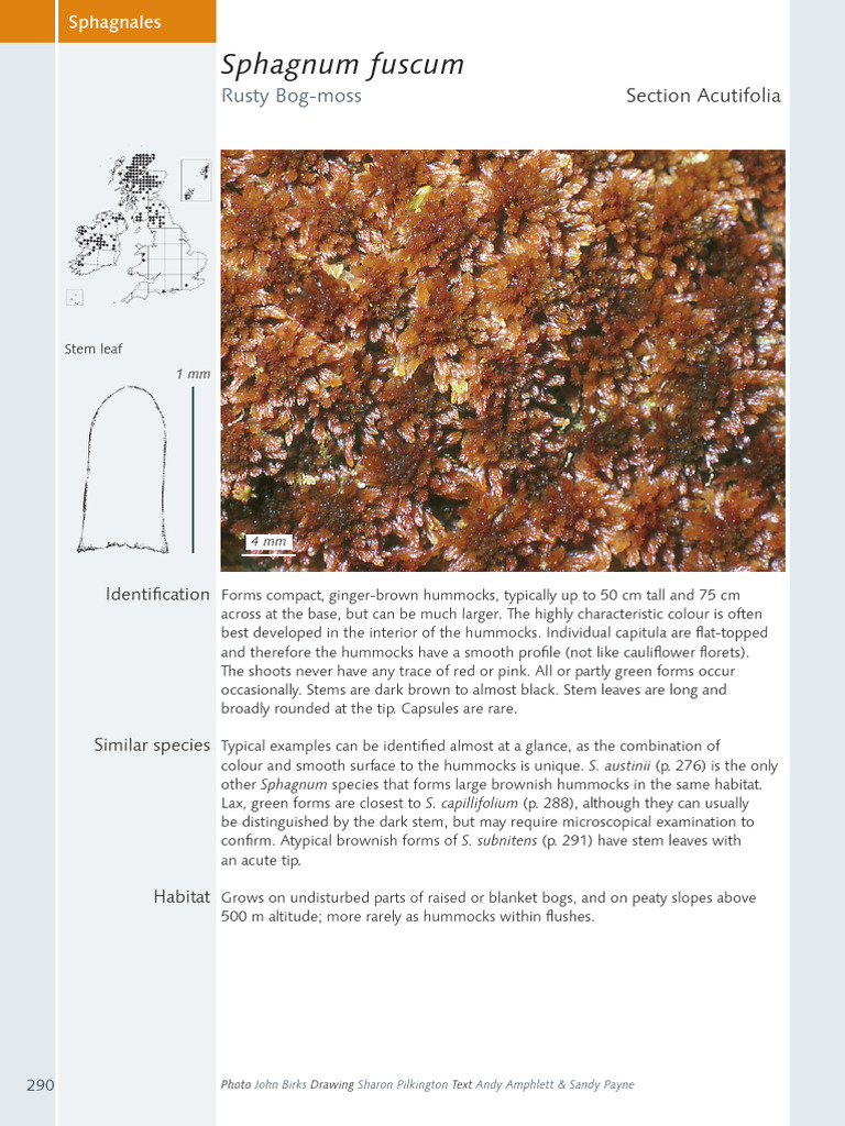 Identification of Sphagnum fuscum | PDF